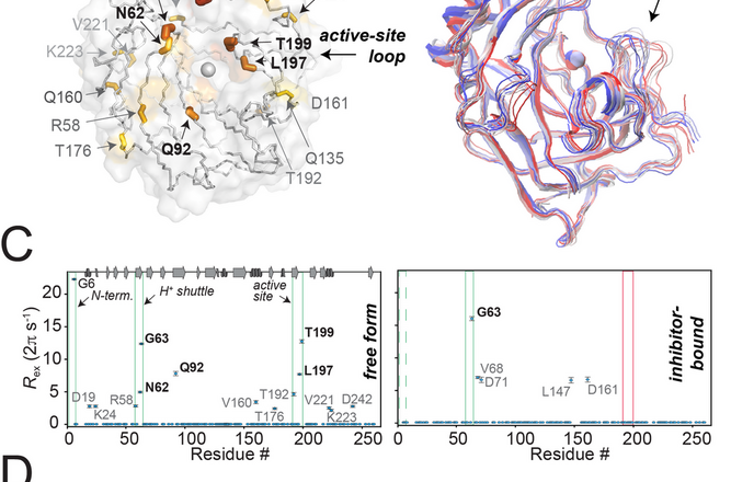 Internal dynamics in the active center of an enzyme believed to be ...