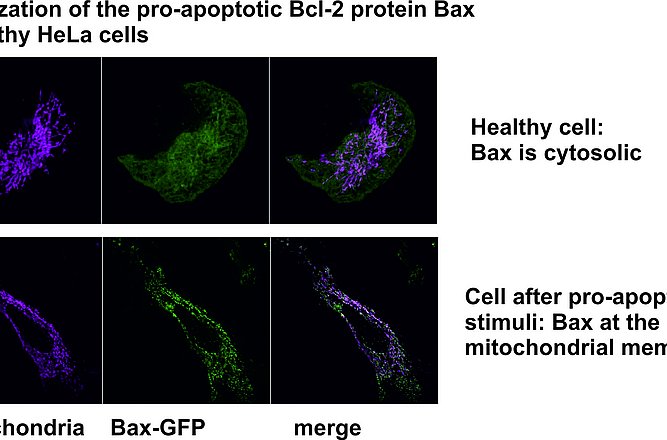 #Asktheauthor: How proteins regulate cell death: RESOLV